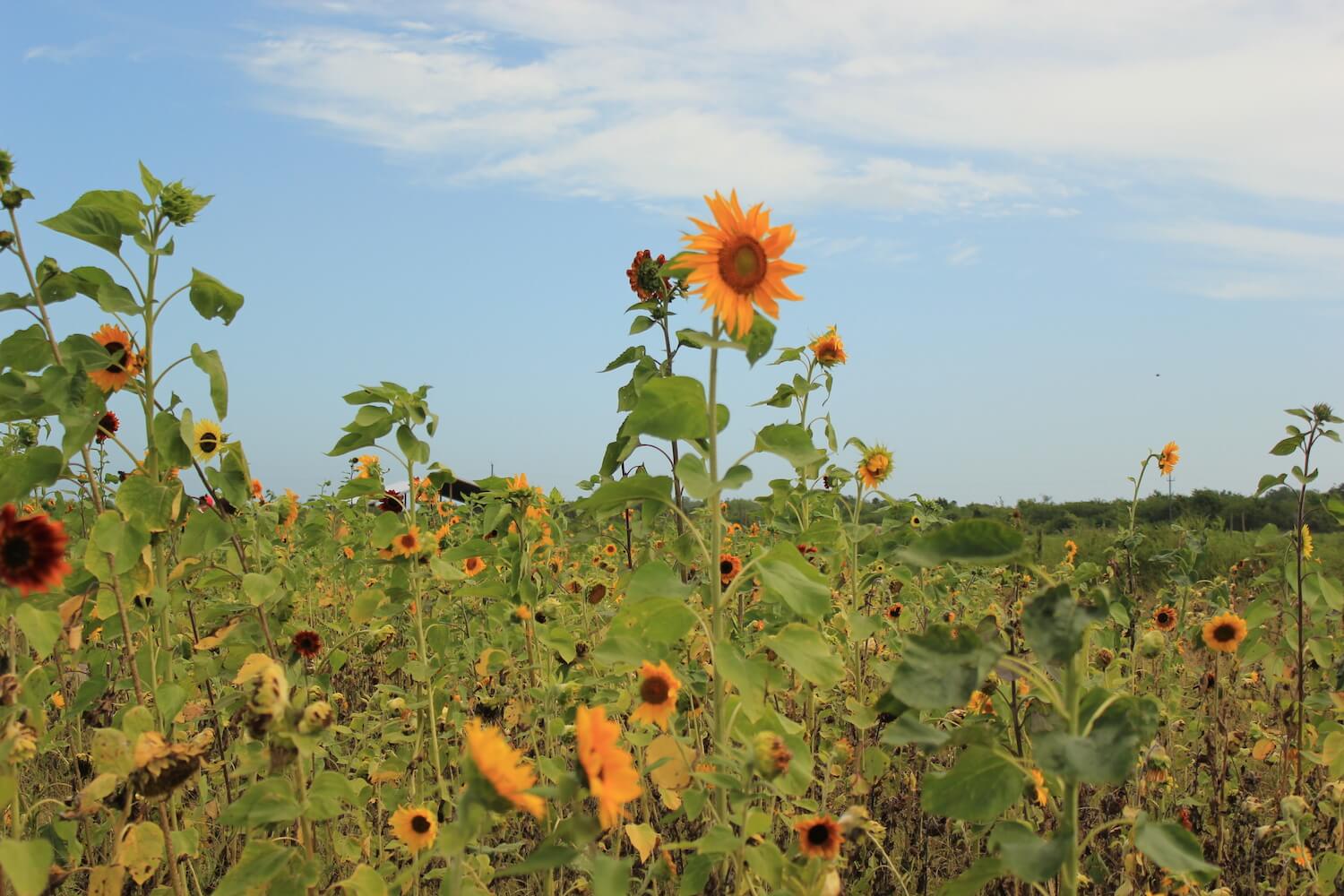 Recommended Readings - Sol Flower Wellness