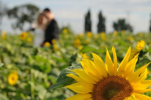 Couples Counseling - Sol Flower Wellness